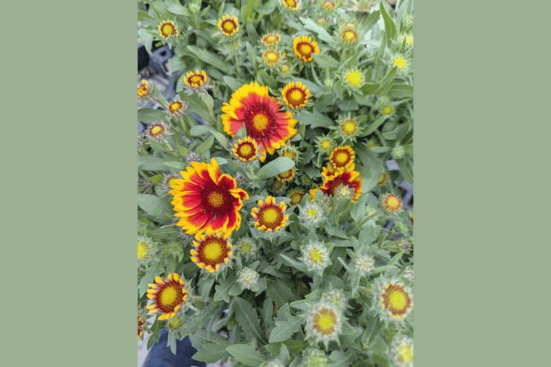 Blanket flower - Kentucky Living